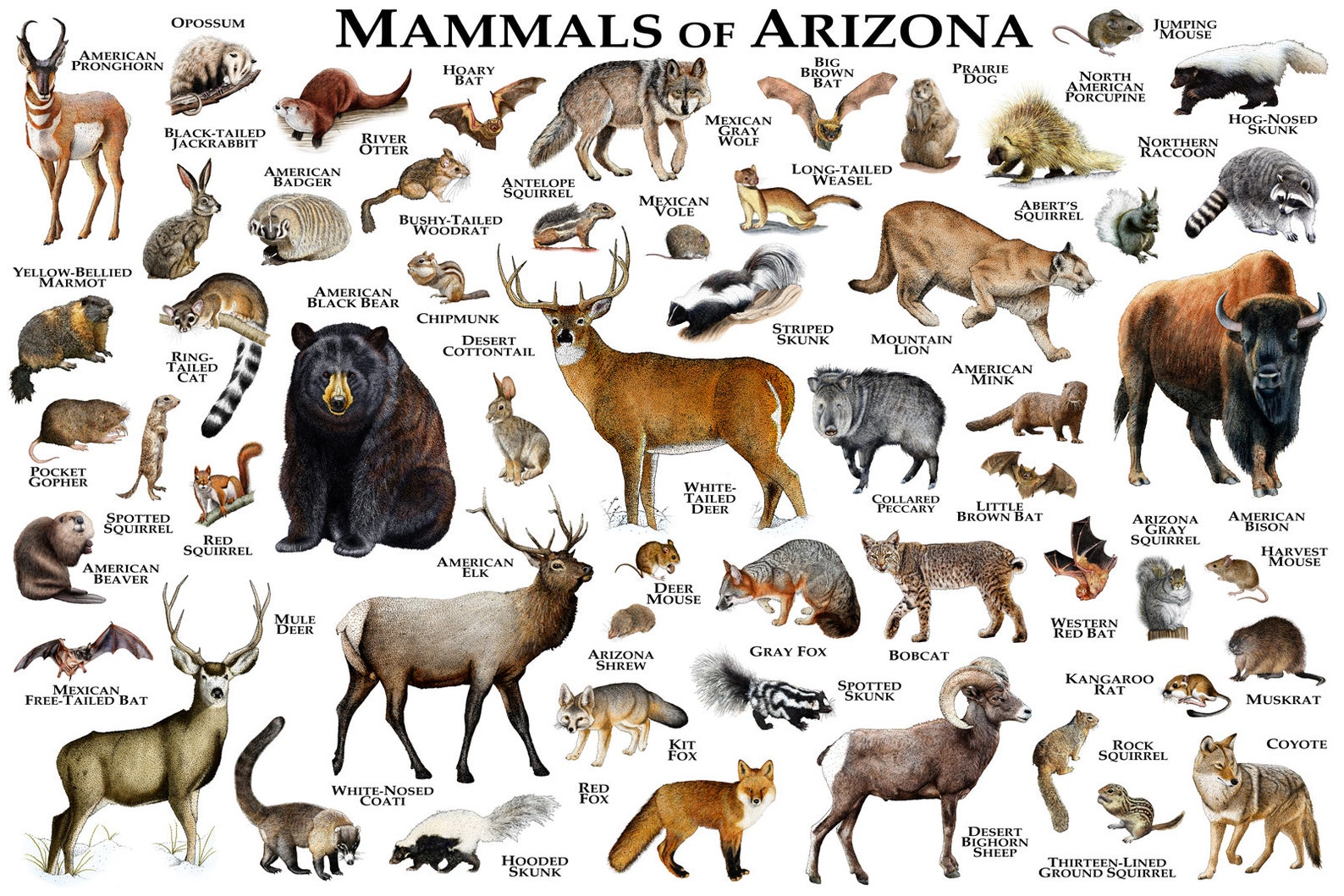 Mammals of Arizona Poster Print / Arizona Mammals Field Guide | Etsy