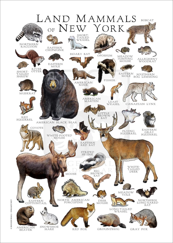 Mammals To Print