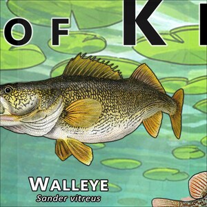 Sportfish of Kentucky Poster Print/field Guide - SIGNED BY ARTIST! - Etsy