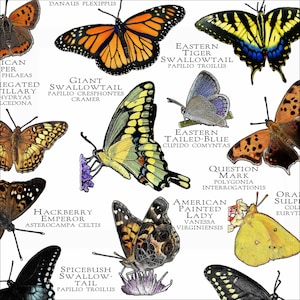 Butterflies of Indiana Poster Print Field Guide - Etsy