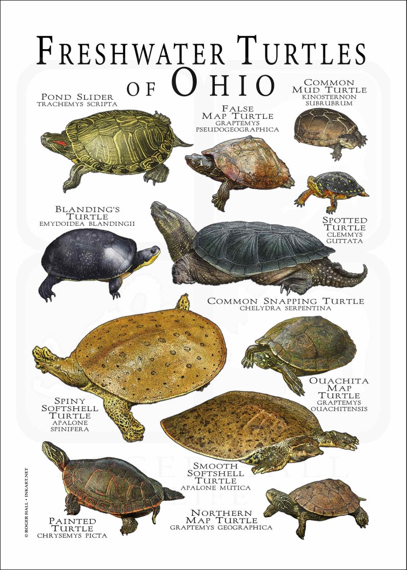 Freshwater Turtles of Ohio Poster Print/field Guide - SIGNED BY ARTIST ...