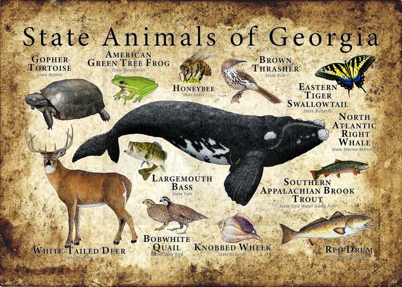 Georgia State Animals Poster Print - Etsy