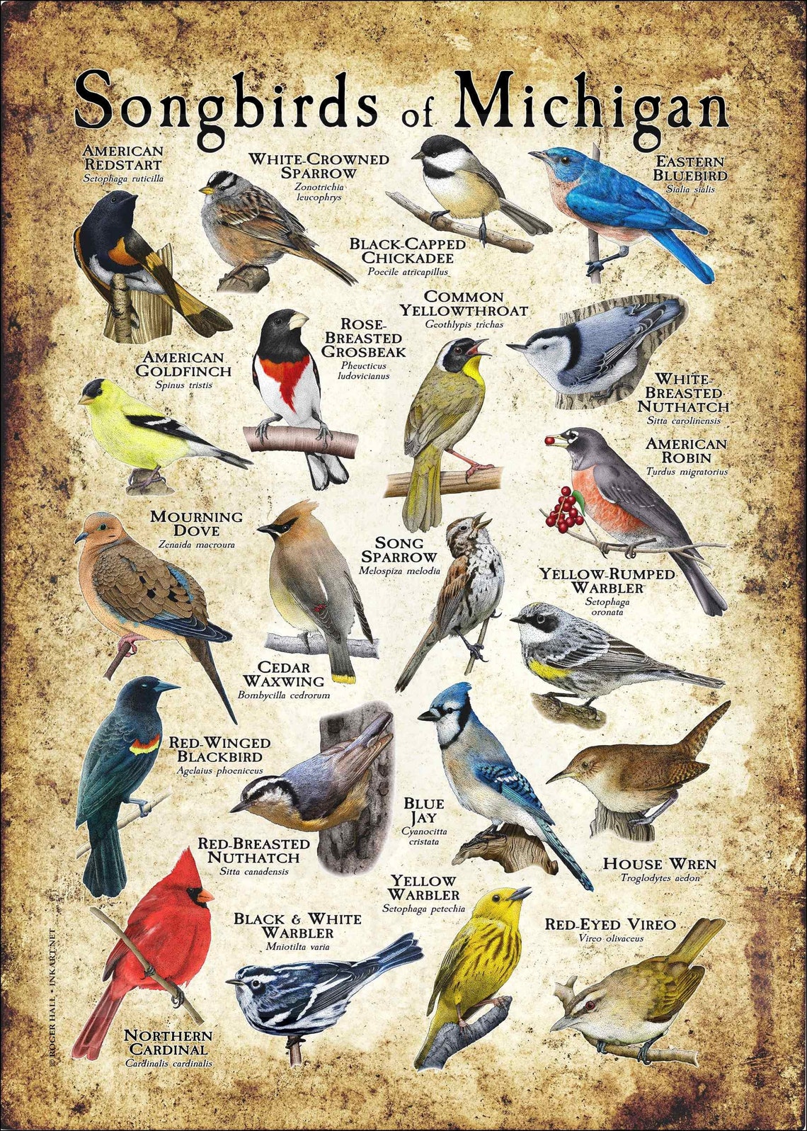Songbirds of Michigan Poster Print - Field Guide - SIGNED BY ARTIST! - Etsy