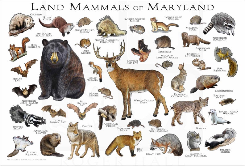 Land Mammals of Maryland Poster Print / Maryland Mammals Field - Etsy