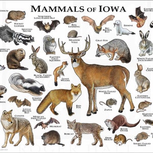 Iowa Mammals Poster Print: Signed Field Guide Art - Etsy