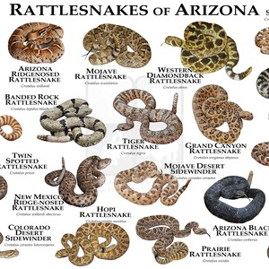 Rattlesnakes of Arizona Art Print / Field Guide - Etsy