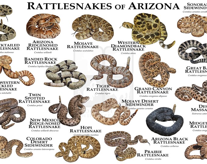 WildlifeArtbyRoger (by Roger Hall) - Etsy