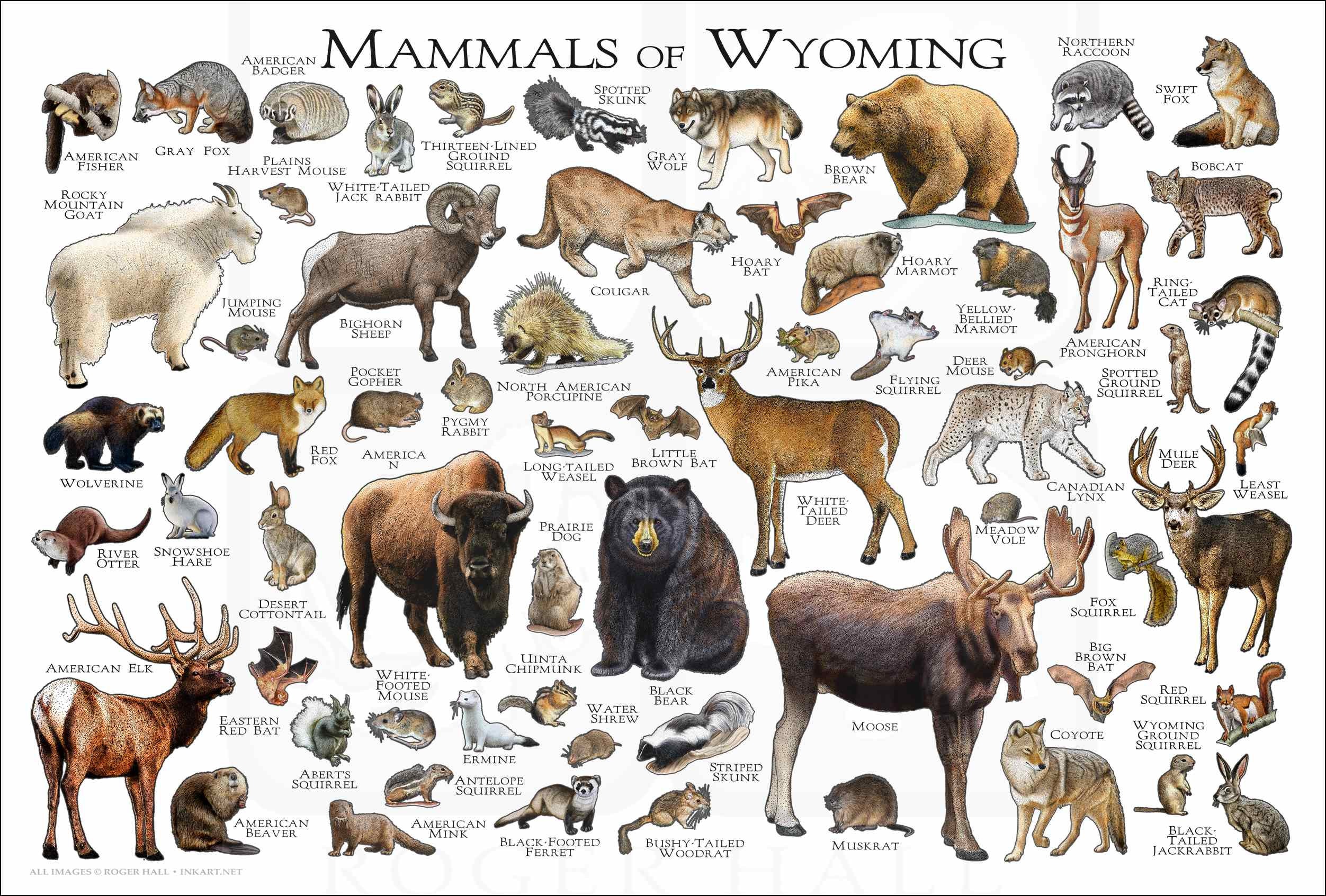 Mammals of Wyoming Poster Print / Wyoming Mammals Field Guide - Etsy