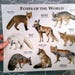 Foxes of the World Poster Print - SIGNED BY ARTIST! - Etsy
