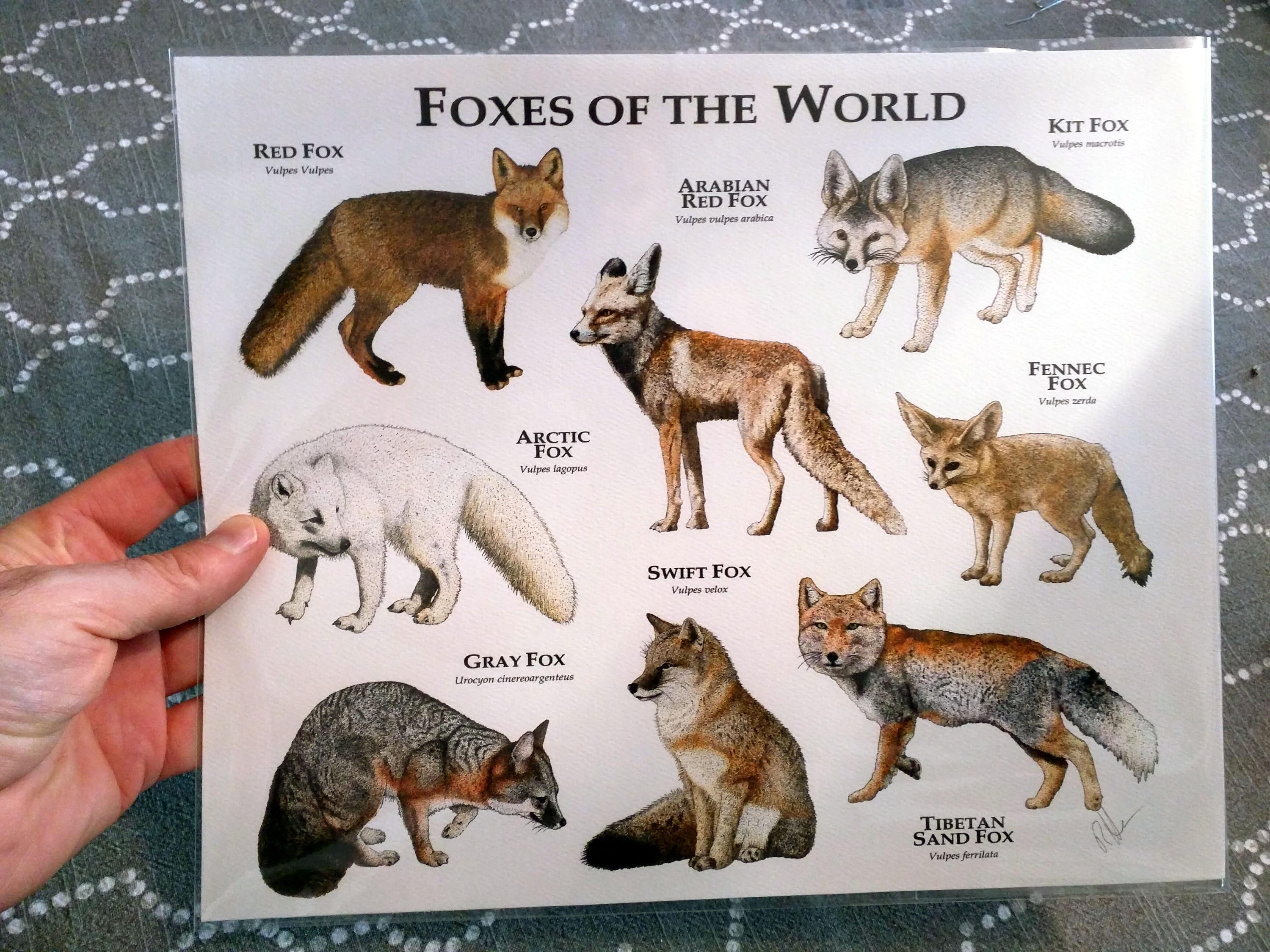 Foxes of the World Poster Print - SIGNED BY ARTIST! - Etsy