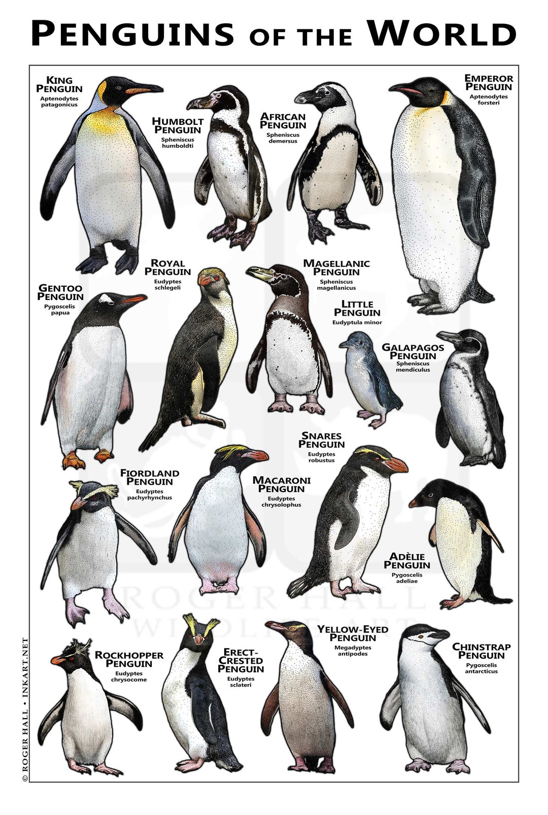 Penguins of the World Print - SIGNED BY ARTIST! - Etsy