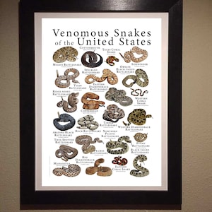 Venomous Snakes of the United States Poster Print - Etsy