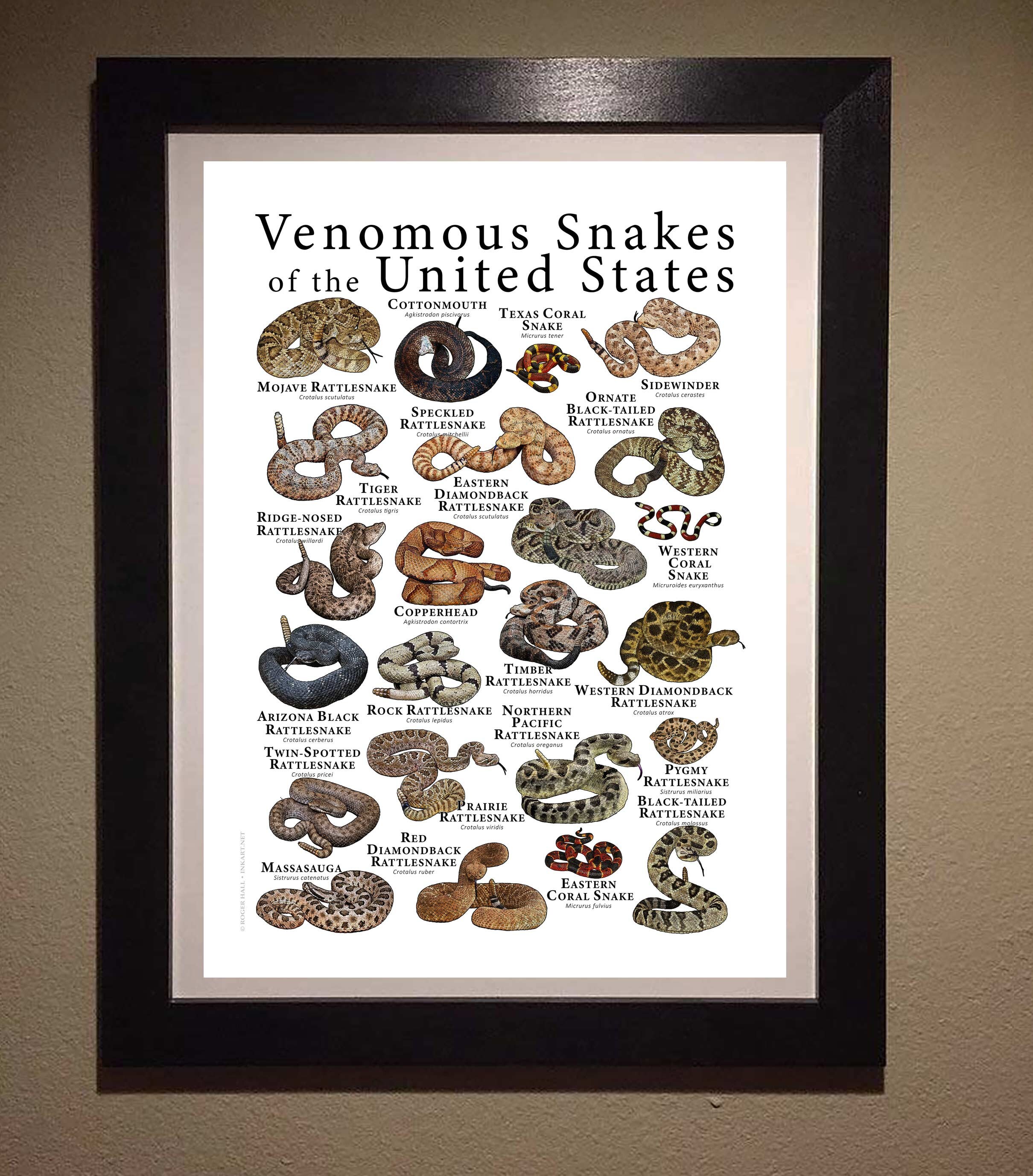 Venomous Snakes of the United States Poster Print - Etsy