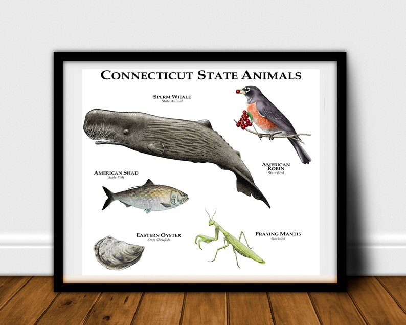 Connecticut State Animals Poster Print | Etsy