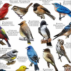 Songbirds of Florida Poster Print Field Guide - Etsy