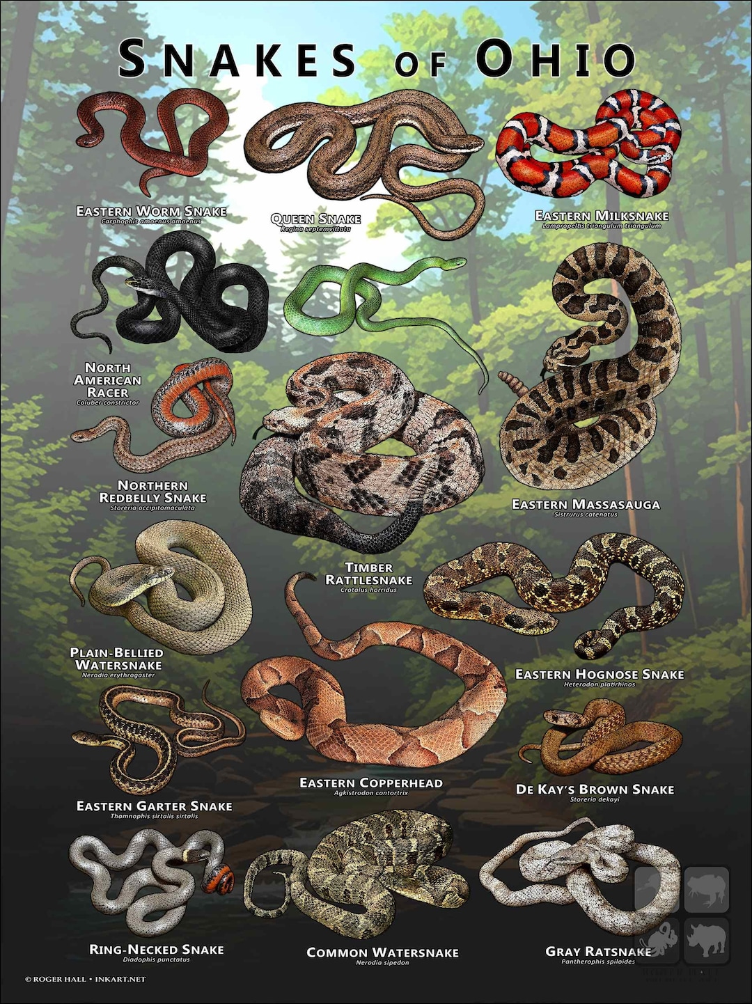 Snakes of Ohio Poster Print/field Guide - SIGNED BY ARTIST! - Etsy