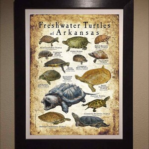 Freshwater Turtles of Arkansas Poster Print/field Guide - SIGNED BY ...