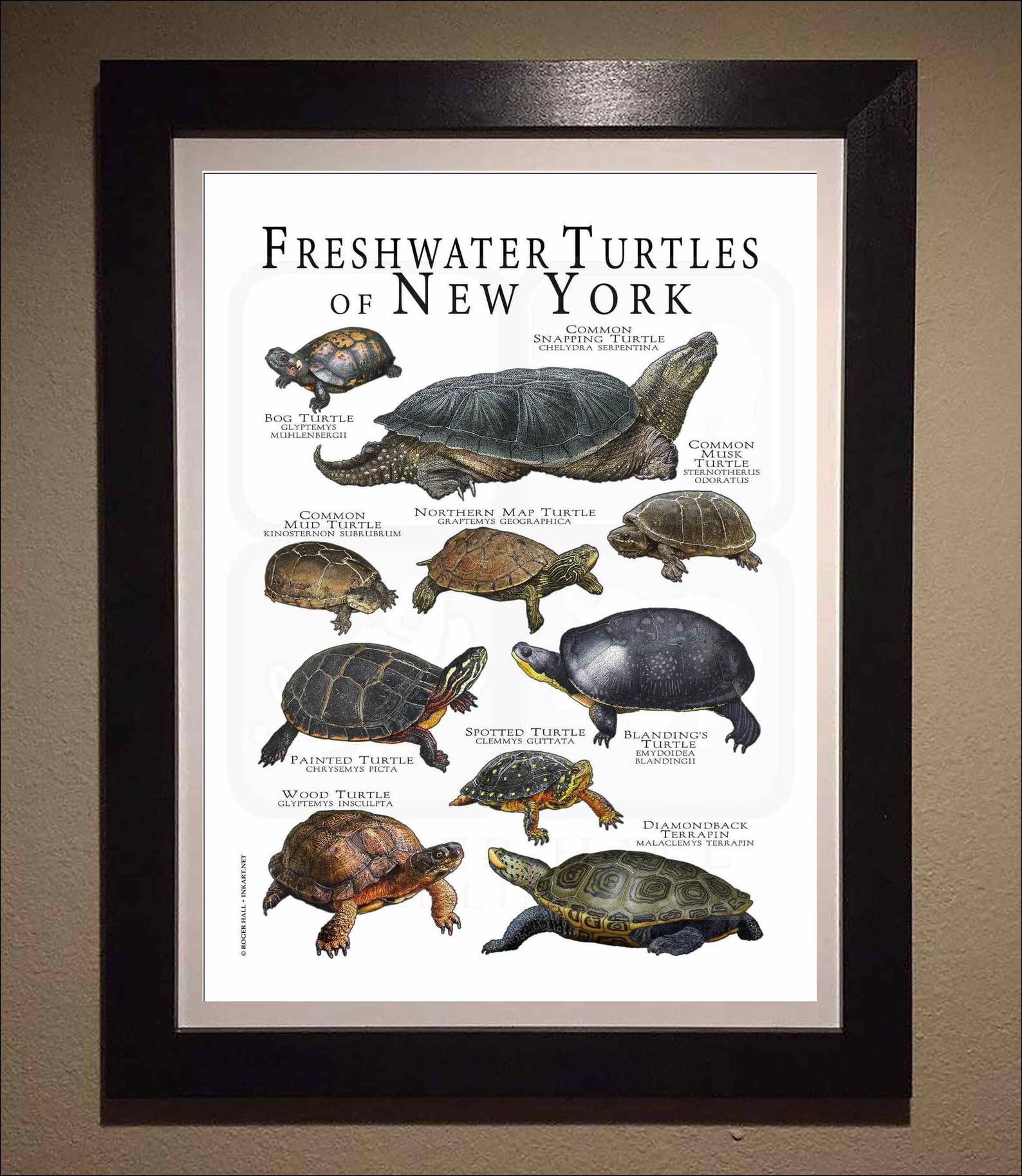 Freshwater Turtles of New York Poster Print/field Guide - SIGNED BY ...