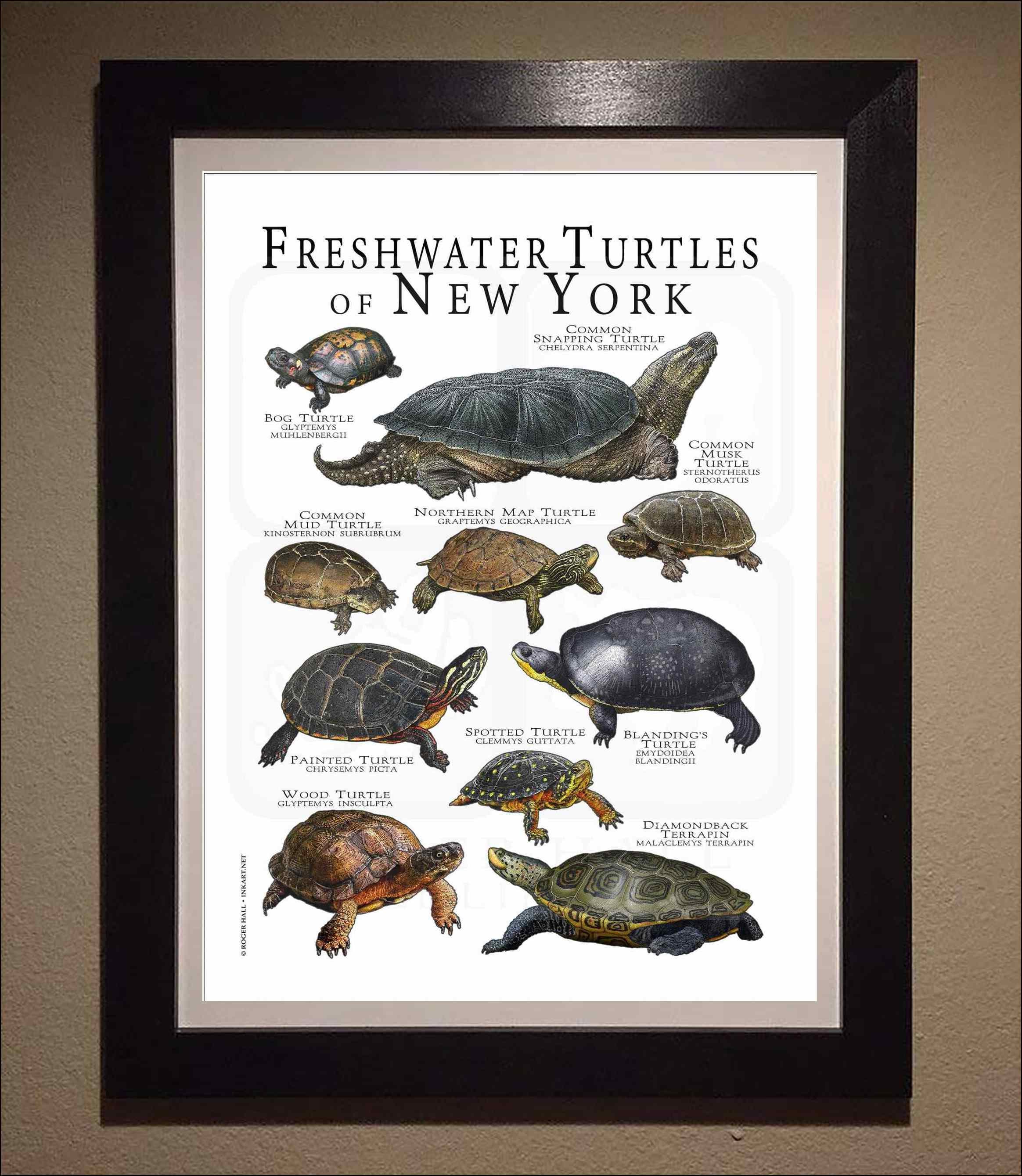 Freshwater Turtles of New York Poster Print/field Guide - SIGNED BY ...