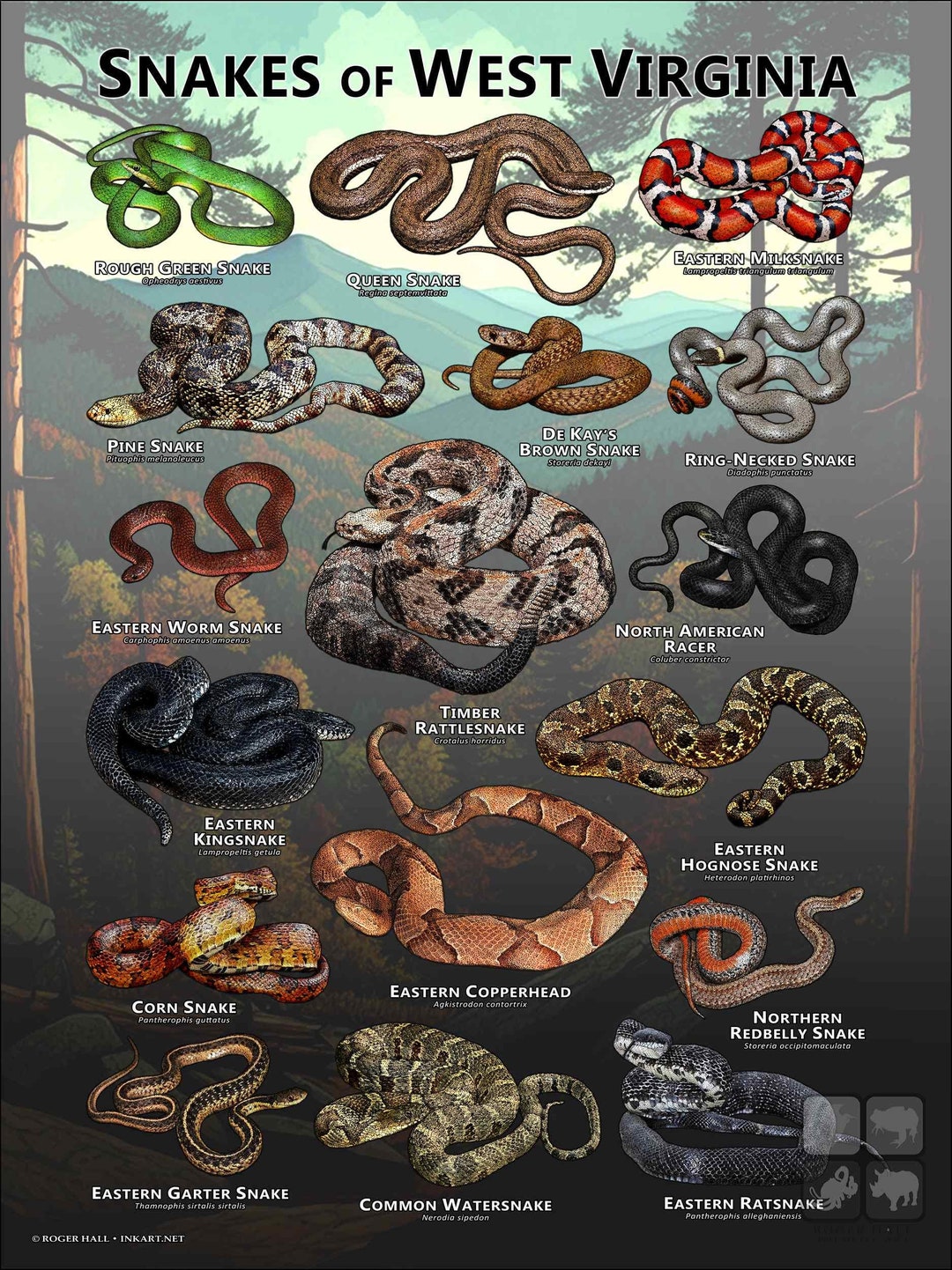 Snakes of West Virginia Poster Print/field Guide - SIGNED BY ARTIST! - Etsy