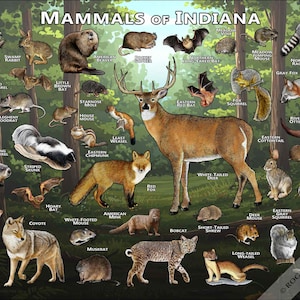 Indiana Mammals Poster Print: Signed Field Guide Art - Etsy UK