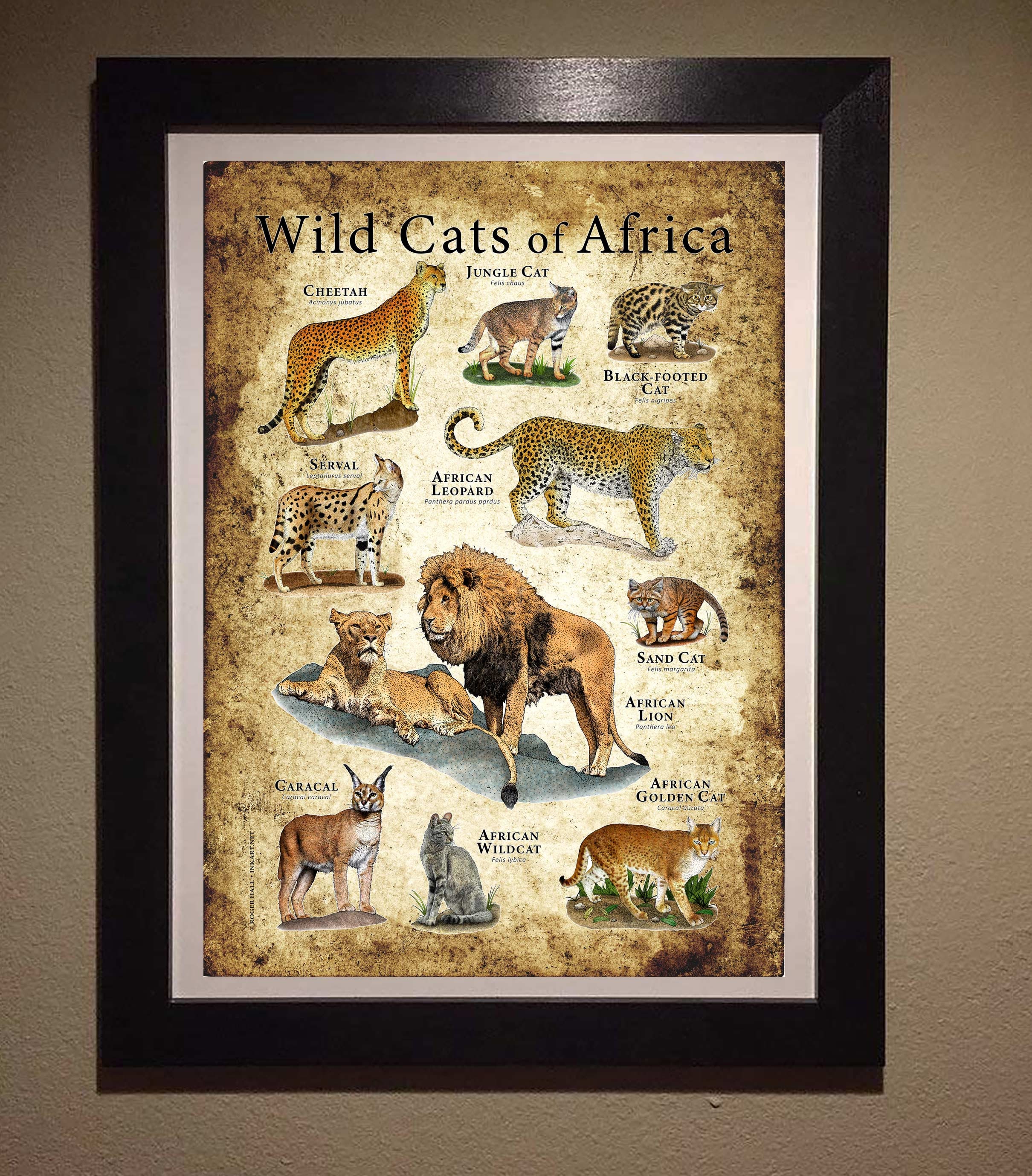 Wild Cats of Africa Poster | Etsy UK