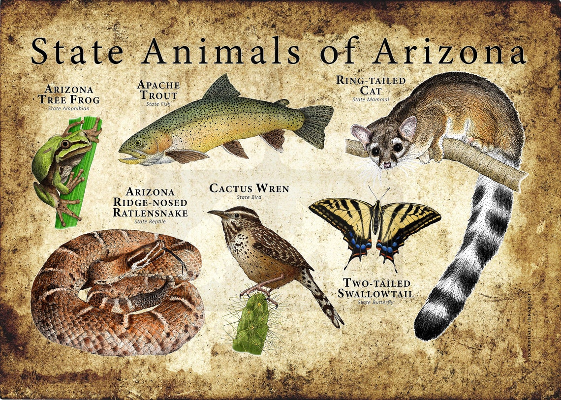 Arizona State Animals Poster Print - Etsy