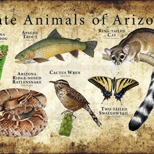 Arizona State Animals Poster Print - Etsy