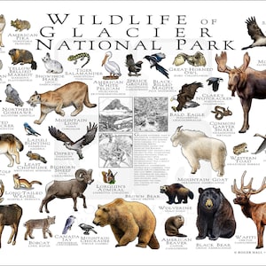 Wildlife of Glacier National Park/field Guide - SIGNED BY ARTIST! - Etsy