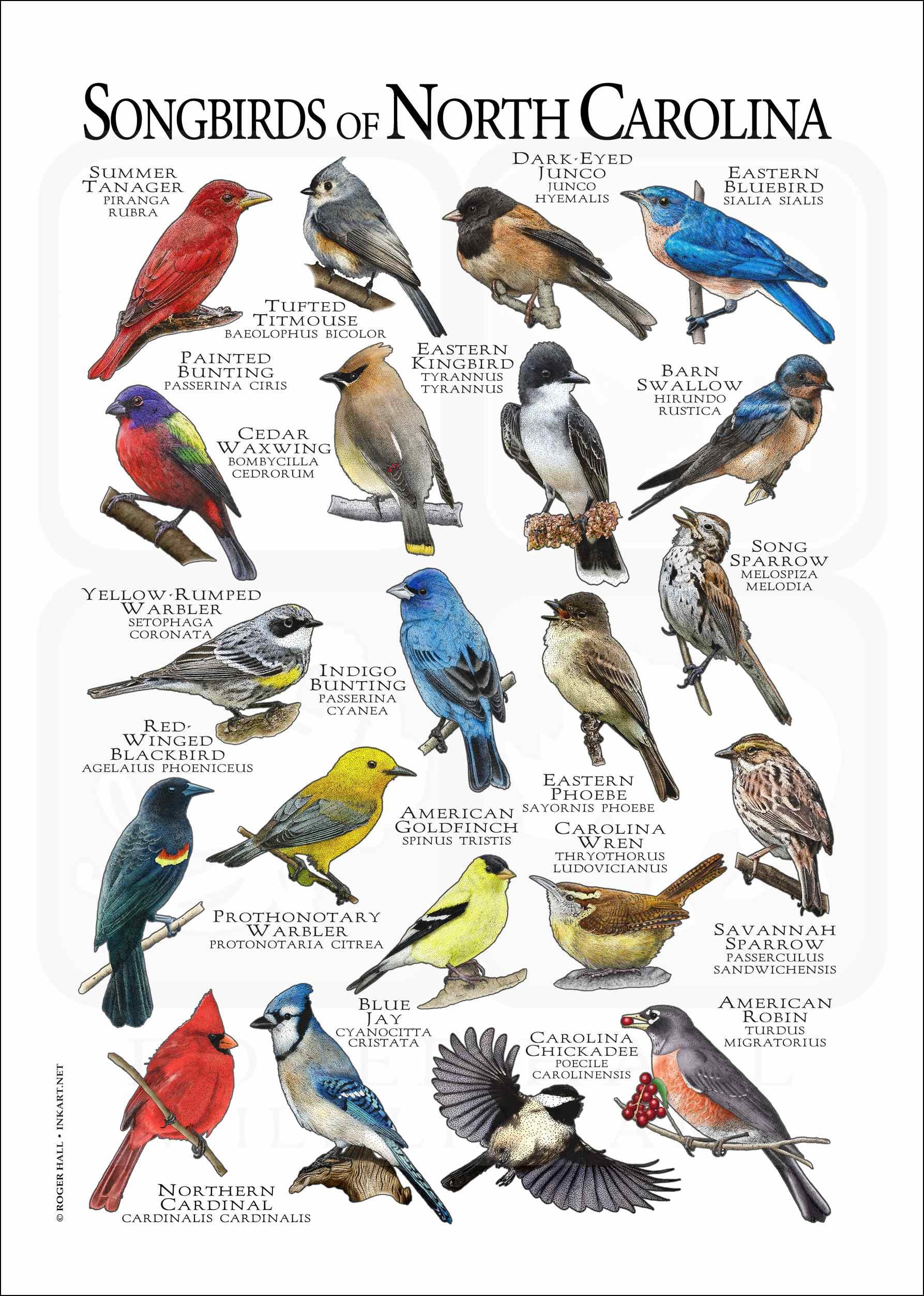 Grafico De Aves Da America Do Norte Passarinhar: O Hobby Que Ajuda