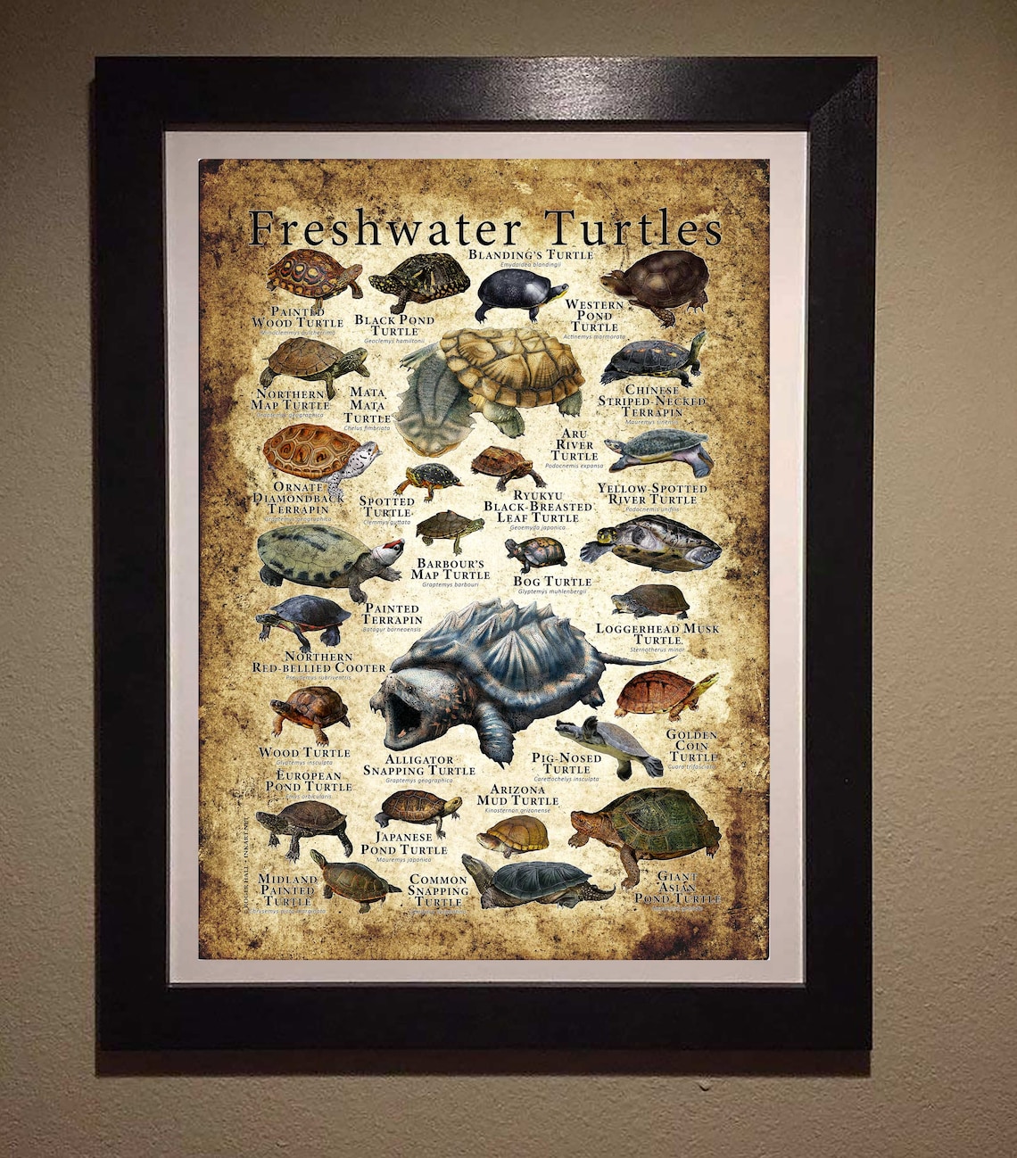 Freshwater Turtles Poster Print | Etsy Canada