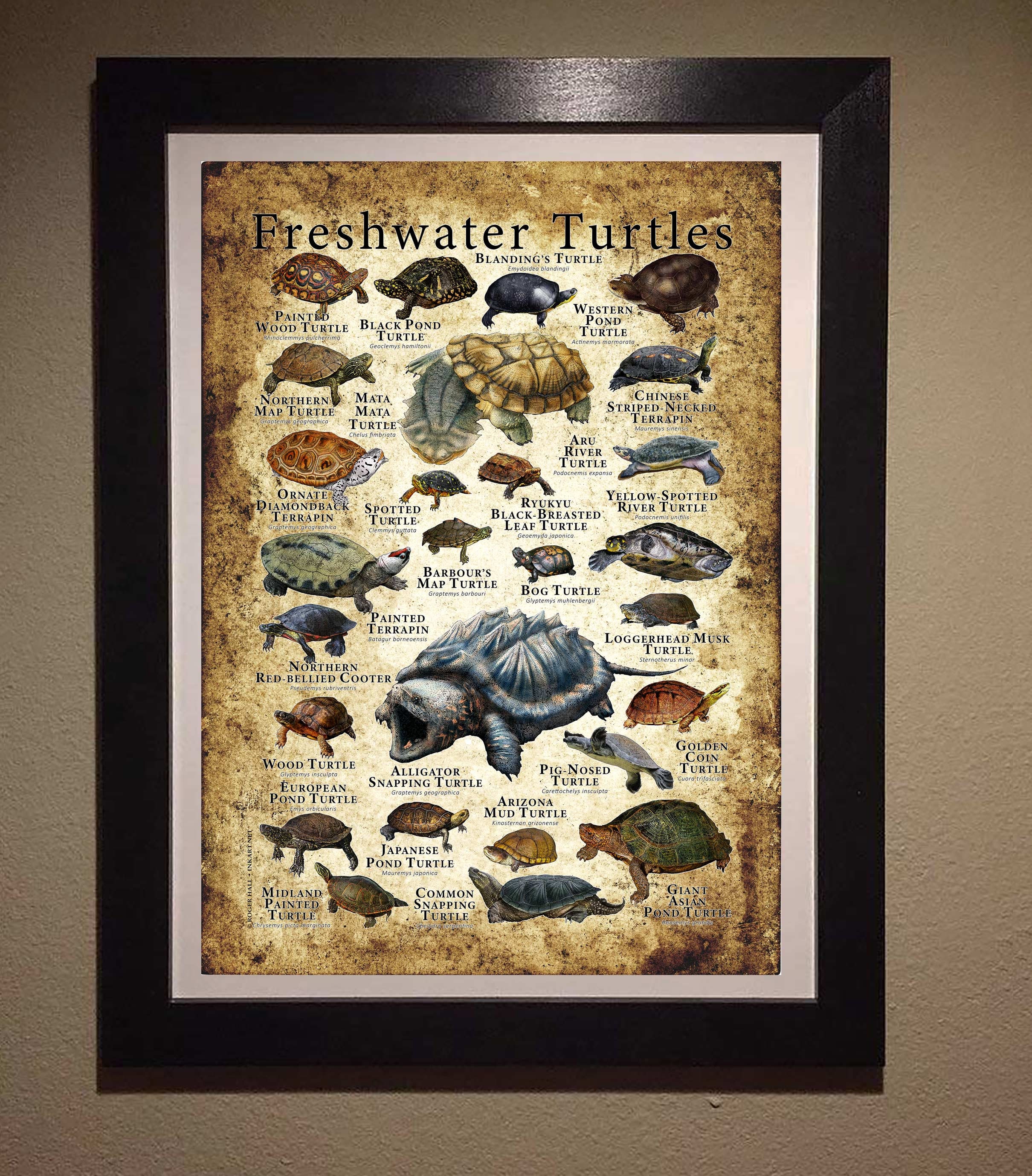 Freshwater Turtles Poster Print - Etsy Canada