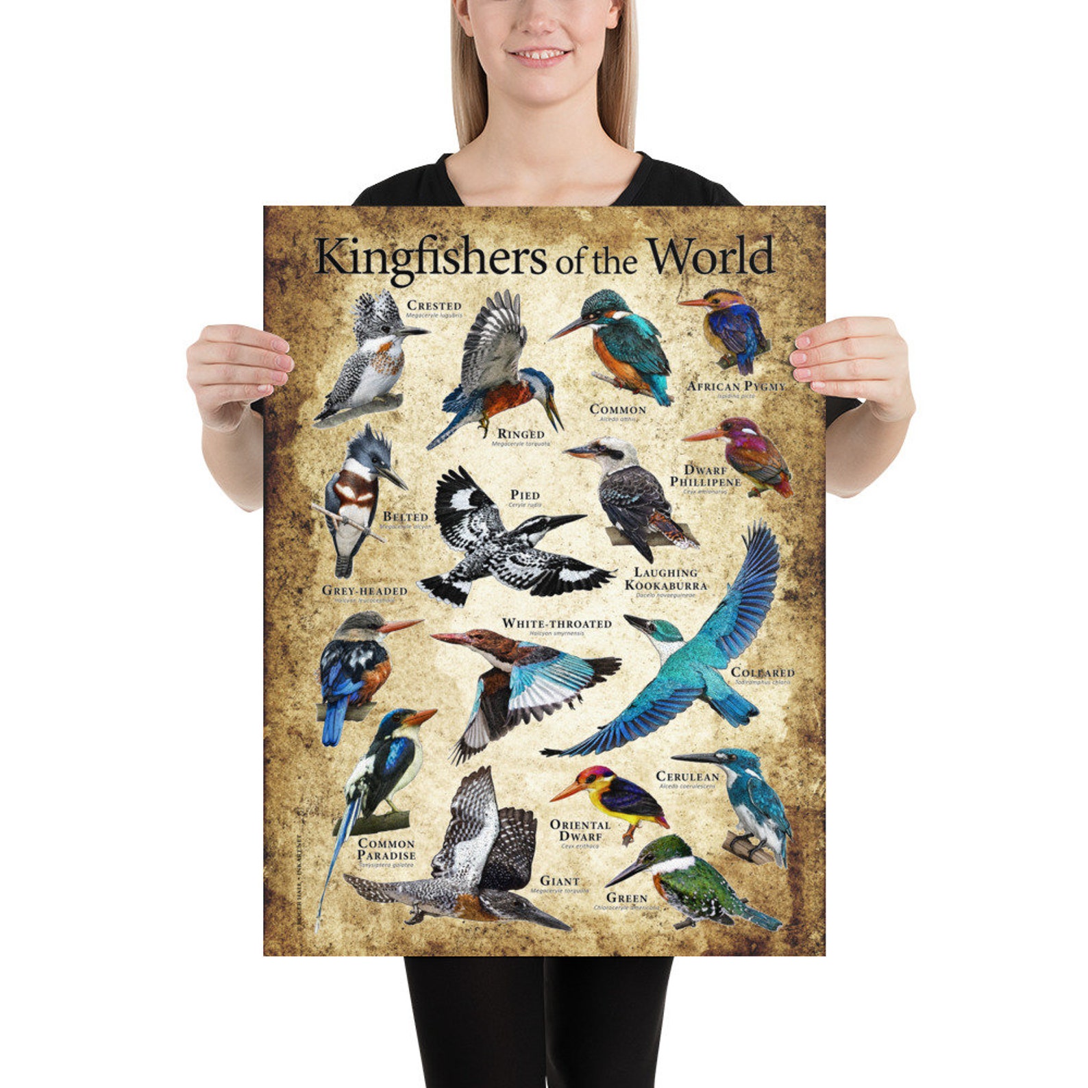 Kingfishers of the World Poster - Etsy