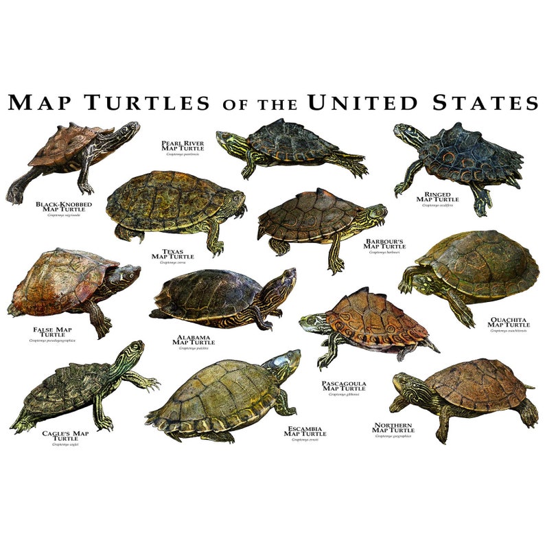 Map Turtles of the United States Art Print / Field Guide | Etsy