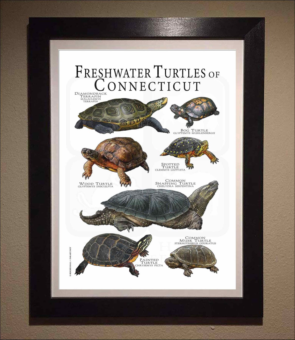 Freshwater Turtles of Connecticut Poster Print Field Guide - Etsy