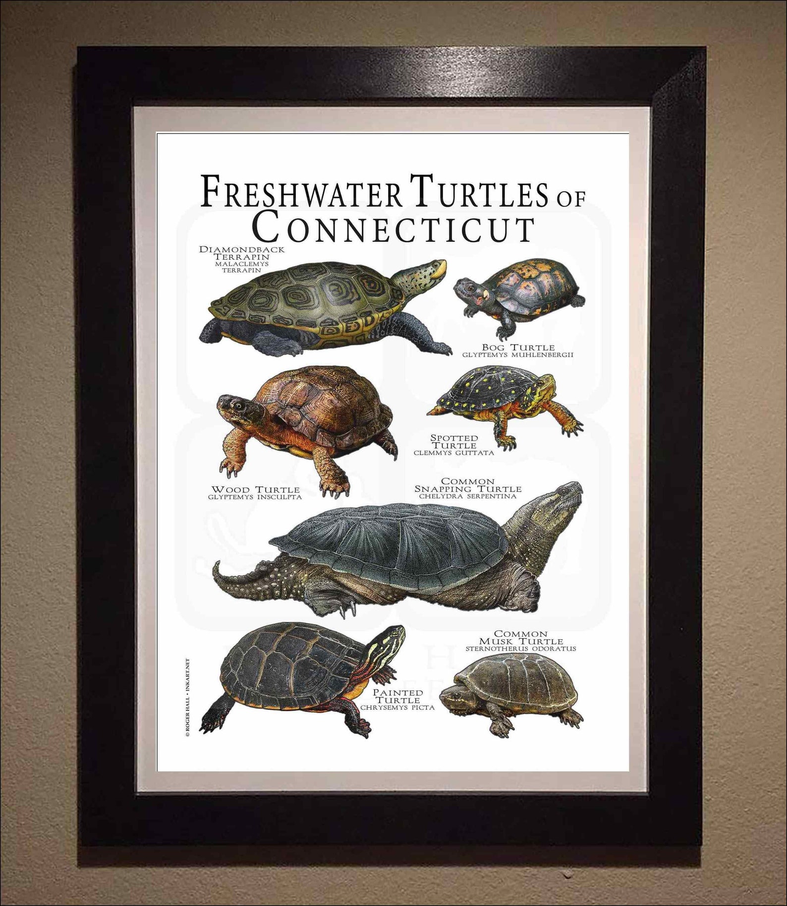 Freshwater Turtles of Connecticut Poster Print Field Guide - Etsy
