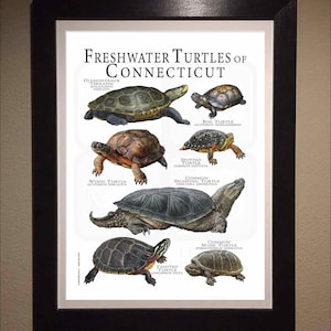 Freshwater Turtles of Connecticut Poster Print/field Guide - SIGNED BY ...