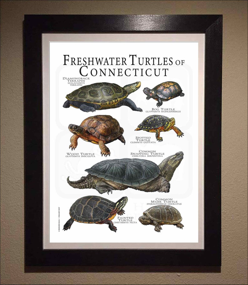 Freshwater Turtles of Connecticut Poster Print/field Guide - SIGNED BY ...