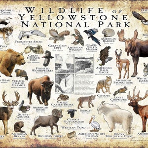 Wildlife of Yellowstone National Park Field Guide - Etsy
