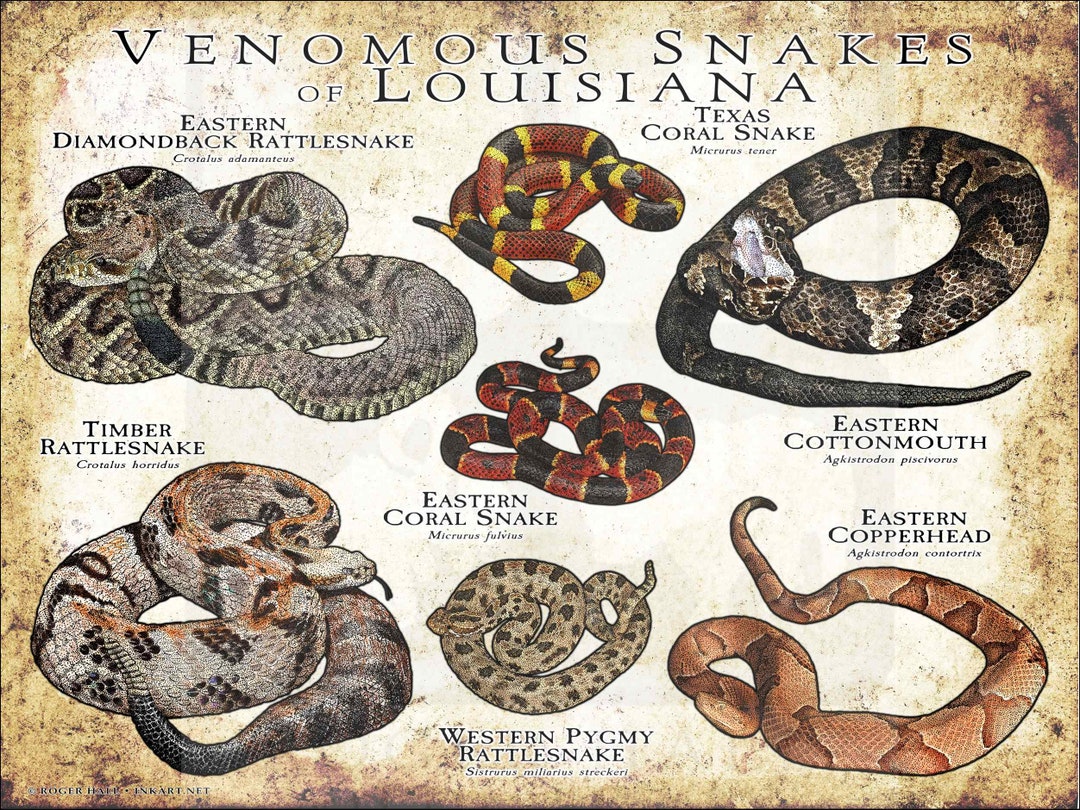 Venomous Snakes of Louisiana Art Print / Field Guide - Etsy