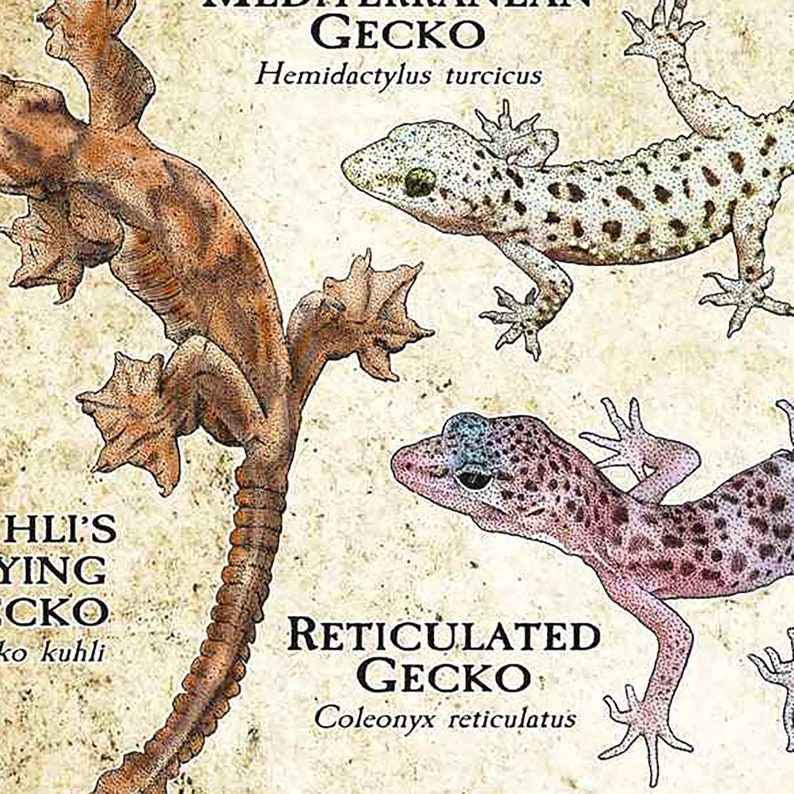 Geckos of the World Poster Print | Etsy