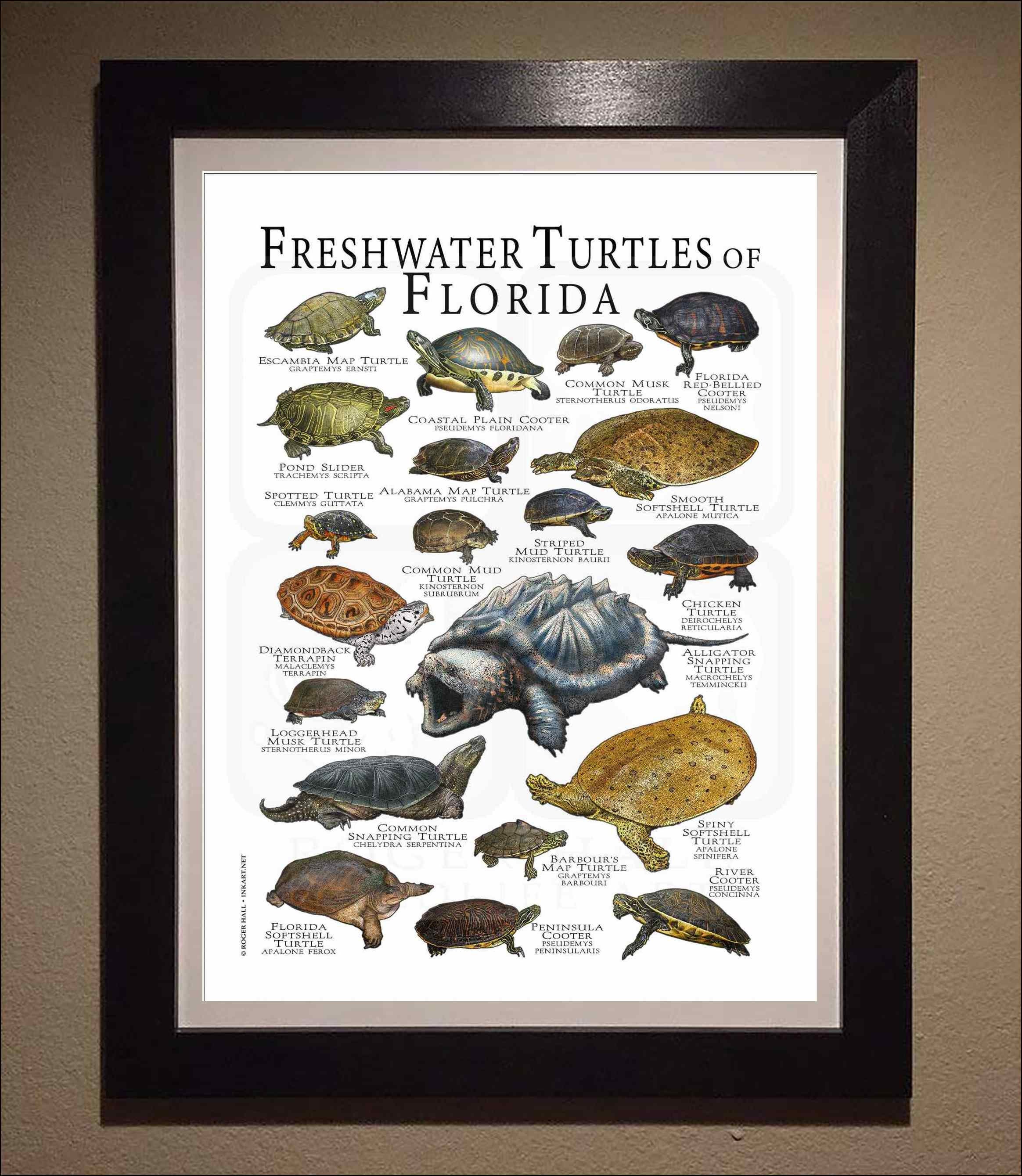 Florida Turtles Identification Guide With Pictures Charts