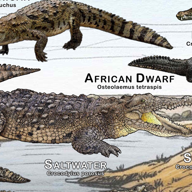 Crocodiles of the World Poster Print - SIGNED BY ARTIST! - Etsy