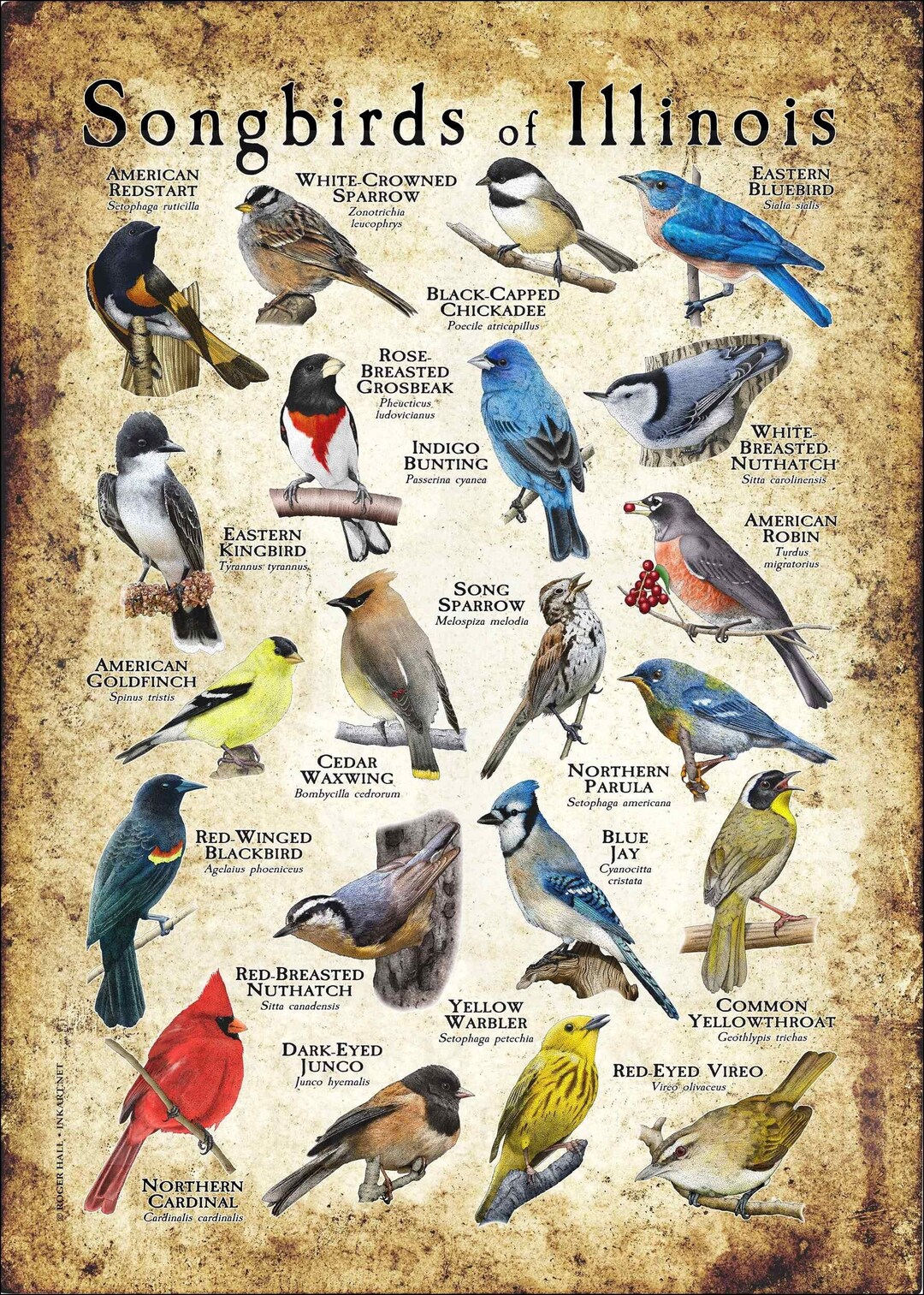 Songbirds of Illinois Poster Print Field Guide - Etsy