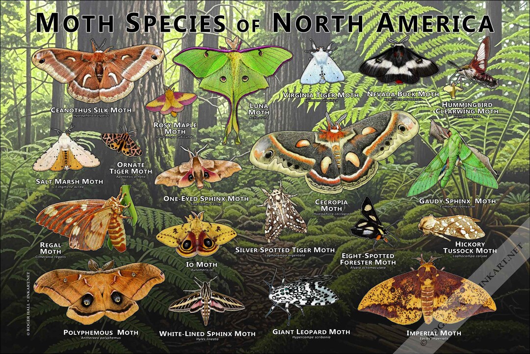 Custom Wildlife Poster - USA Region or County - Etsy