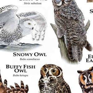 Owls of the World Poster Print - SIGNED BY ARTIST! - Etsy
