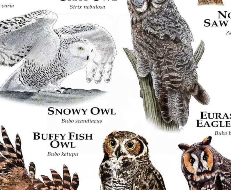 Owls of the World Poster Print - Etsy Canada