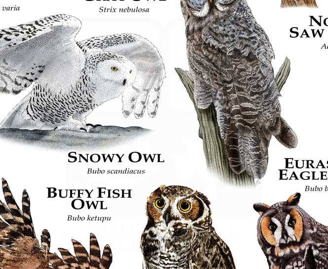 Owls of the World Poster Print - SIGNED BY ARTIST! - Etsy