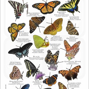 Butterflies of Missouri Poster Print Field Guide - Etsy
