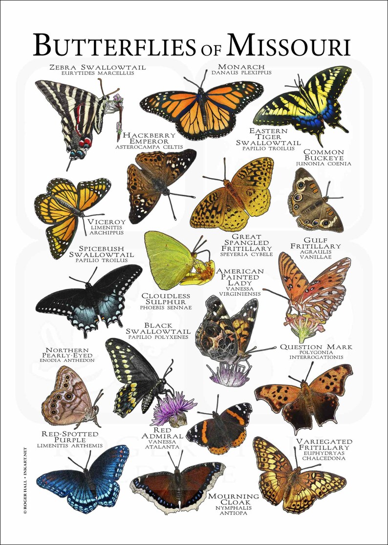 Butterflies of Missouri Poster Print Field Guide - Etsy